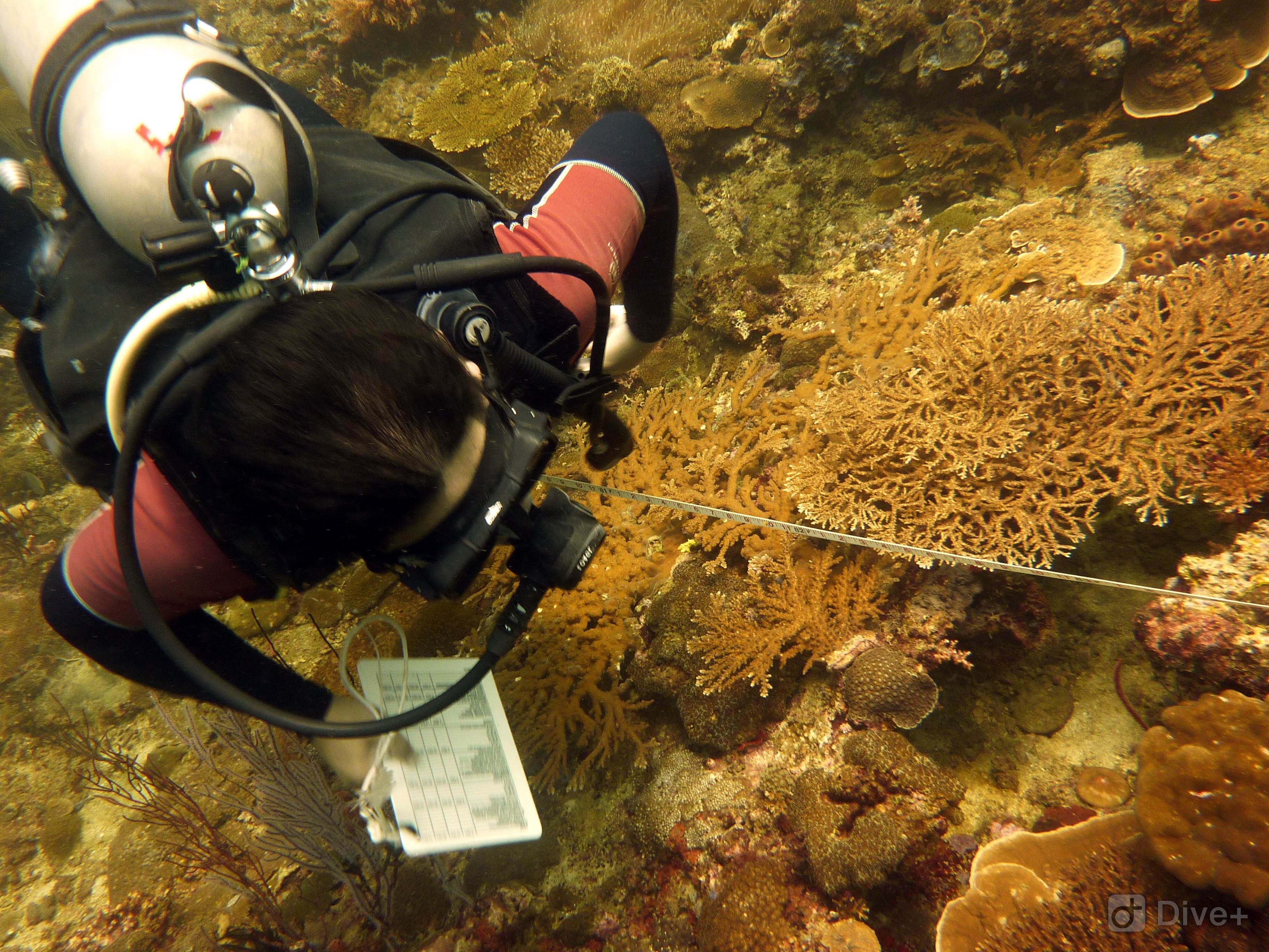 'Regular reef checks can help identify new dive sites, aid coral ...