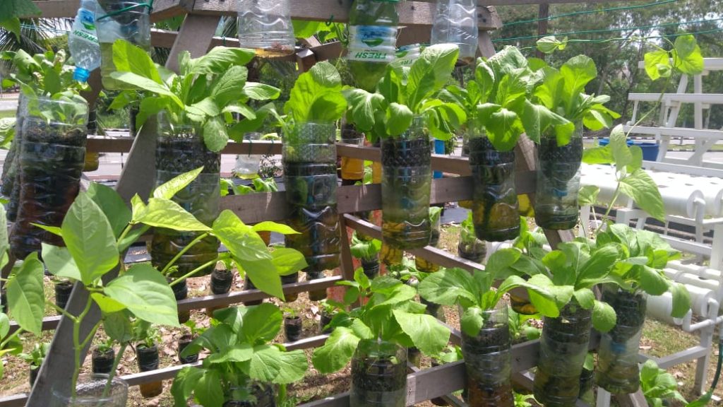 Jobseekers, youths encouraged to start vertical farming - The Scoop