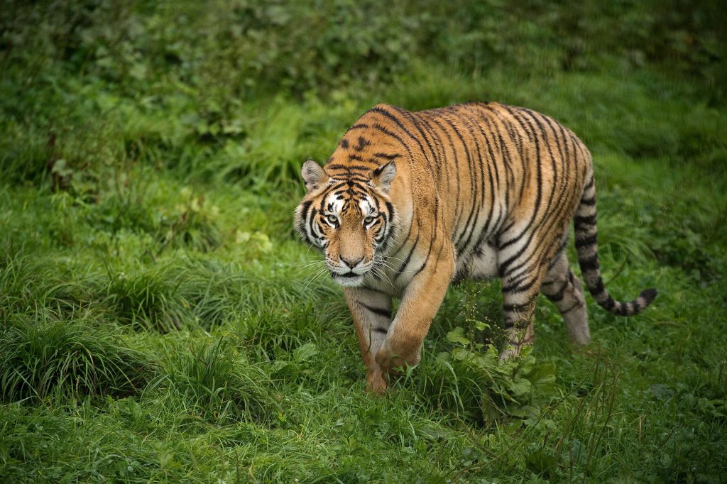 Humanity has wiped out 60% of animals since 1970, WWF report finds ...