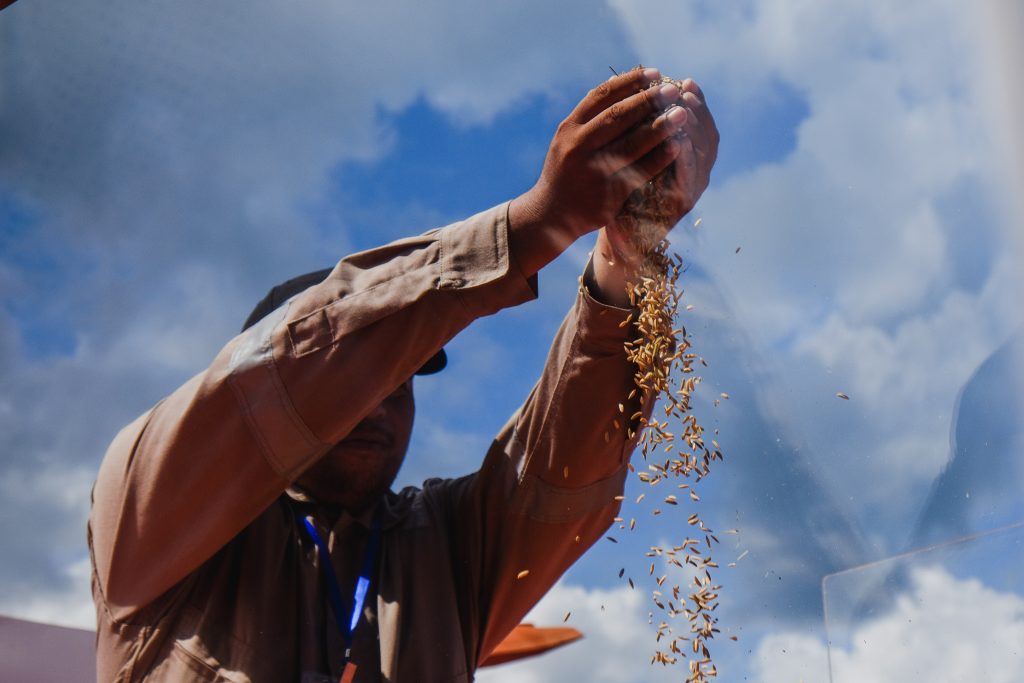 Gov't aims to double rice production this year - The Scoop