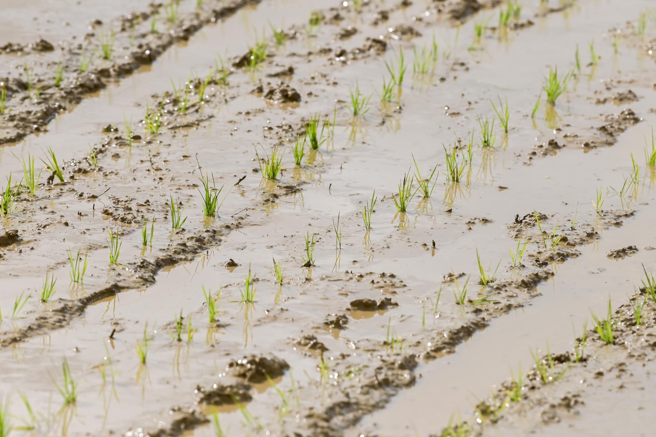 Brunei's largest rice farm kicks off operations - The Scoop